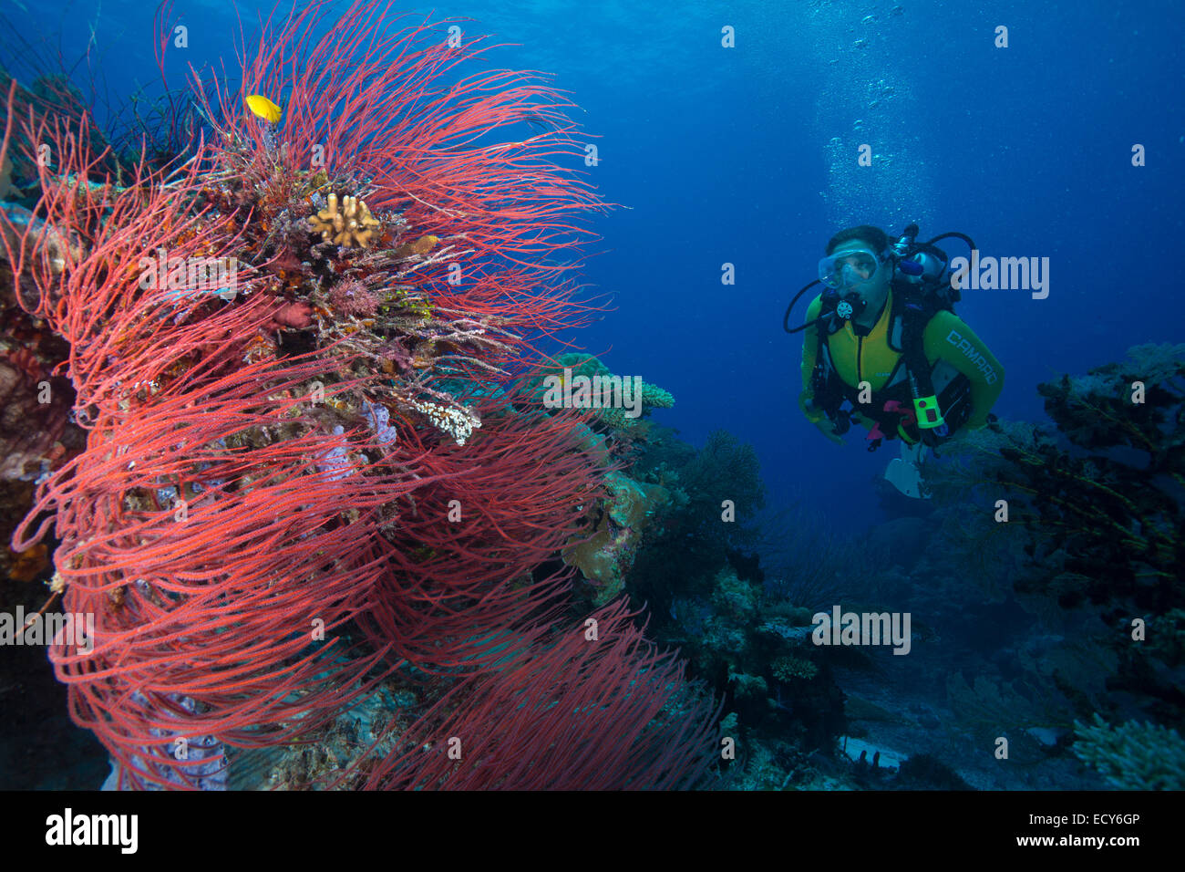 Red sea whip hi-res stock photography and images - Alamy