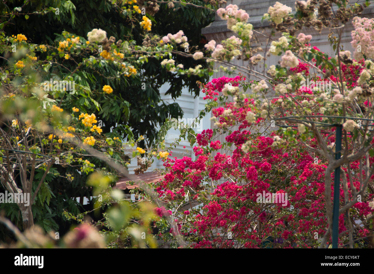 Kerala home gardens hi-res stock photography and images - Alamy