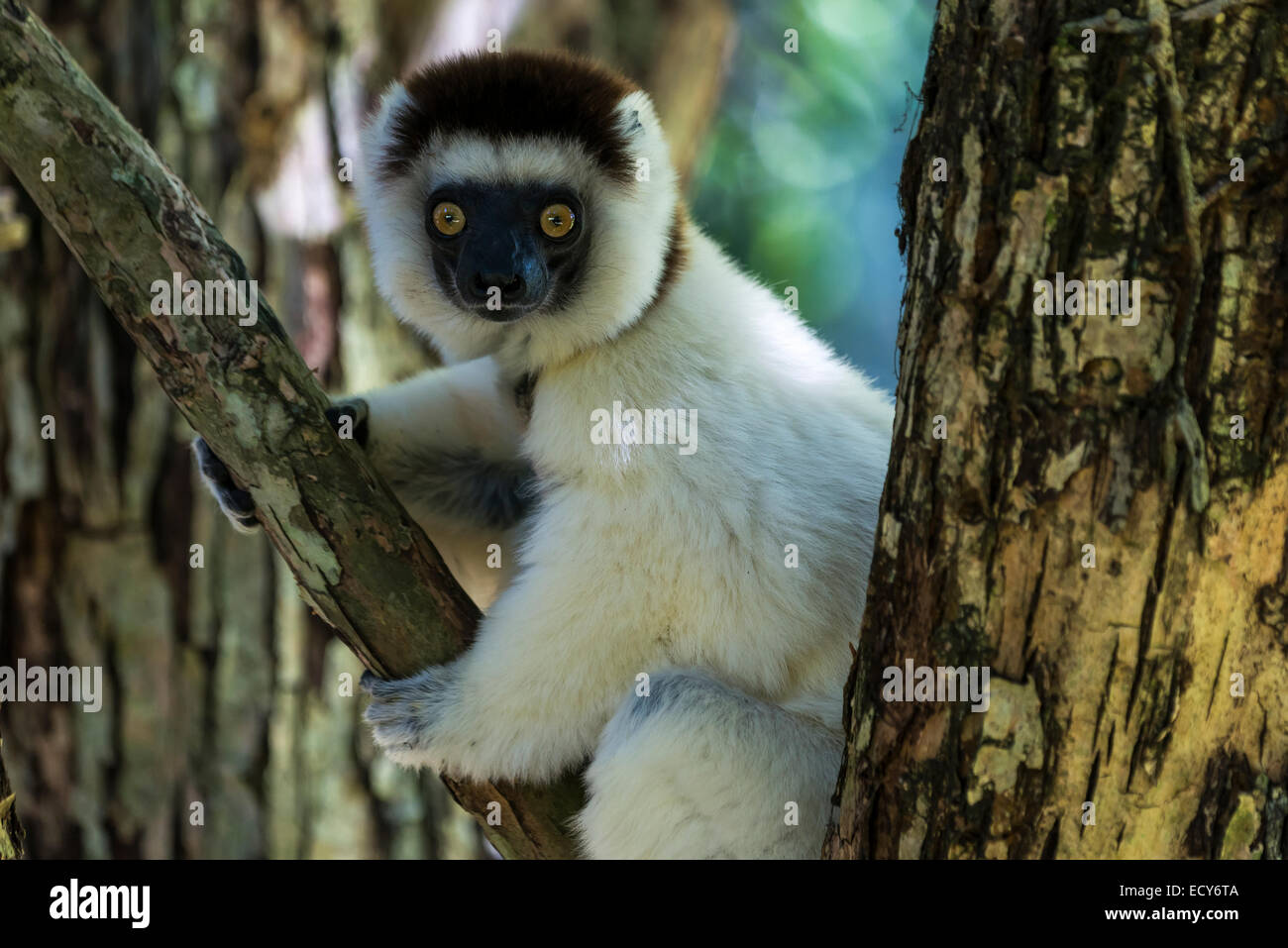 Verreaux's Sifaka (Propithecus verreauxi), Madagascar Stock Photo - Alamy