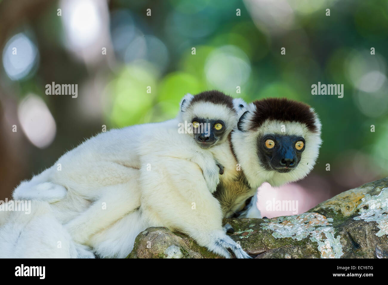Verreauxs Sifaka White Sifaka Propithecus Stock Photos & Verreauxs ...