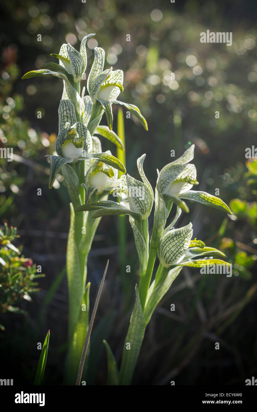 Chloraea magellanica orchid, Torres del Paine, Magallanes y la ...