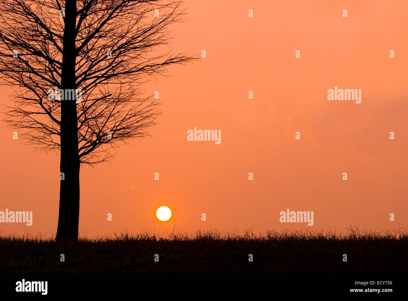 Tree sunset hi-res stock photography and images - Alamy