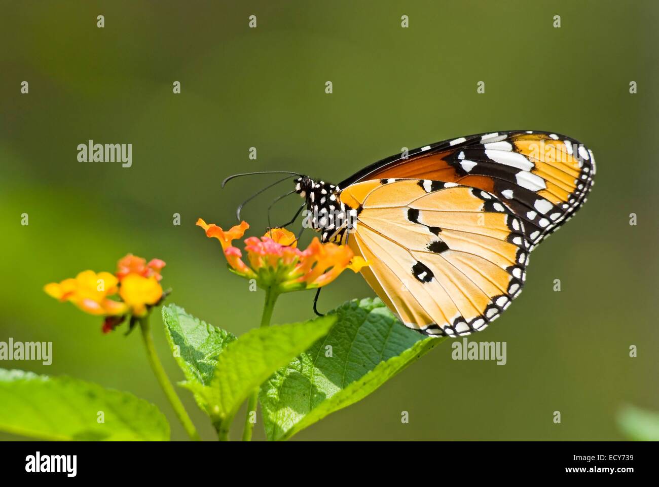 Plain Tiger or African Monarch butterfly (Anosia chrysippus) feeding on ...
