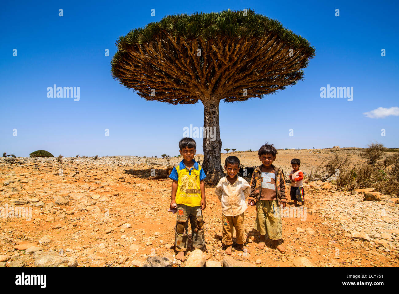 Local children in front of a Socotra Dragon Tree or Dragon Blood Tree ...