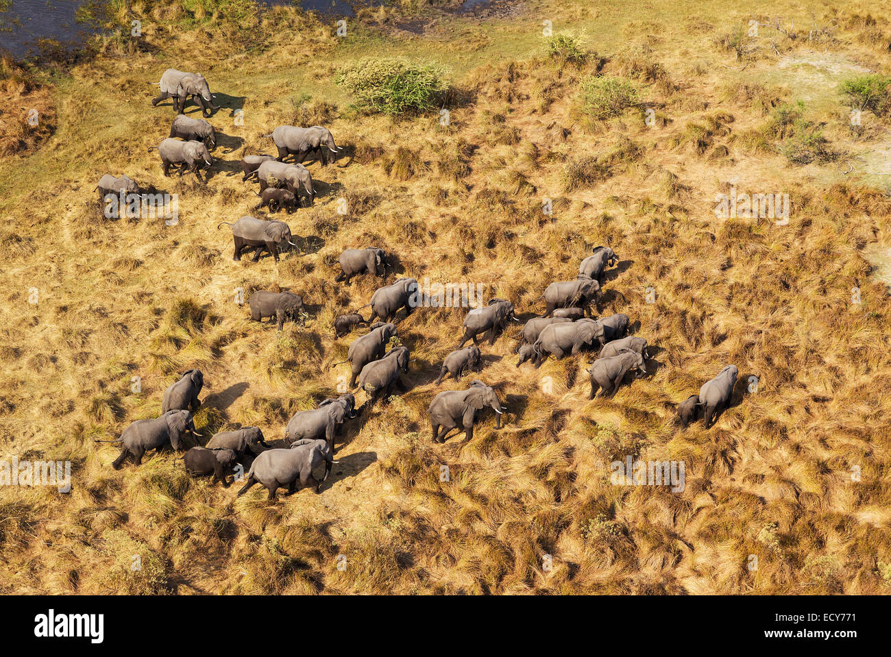 Breeding herd elephants young hi-res stock photography and images - Alamy