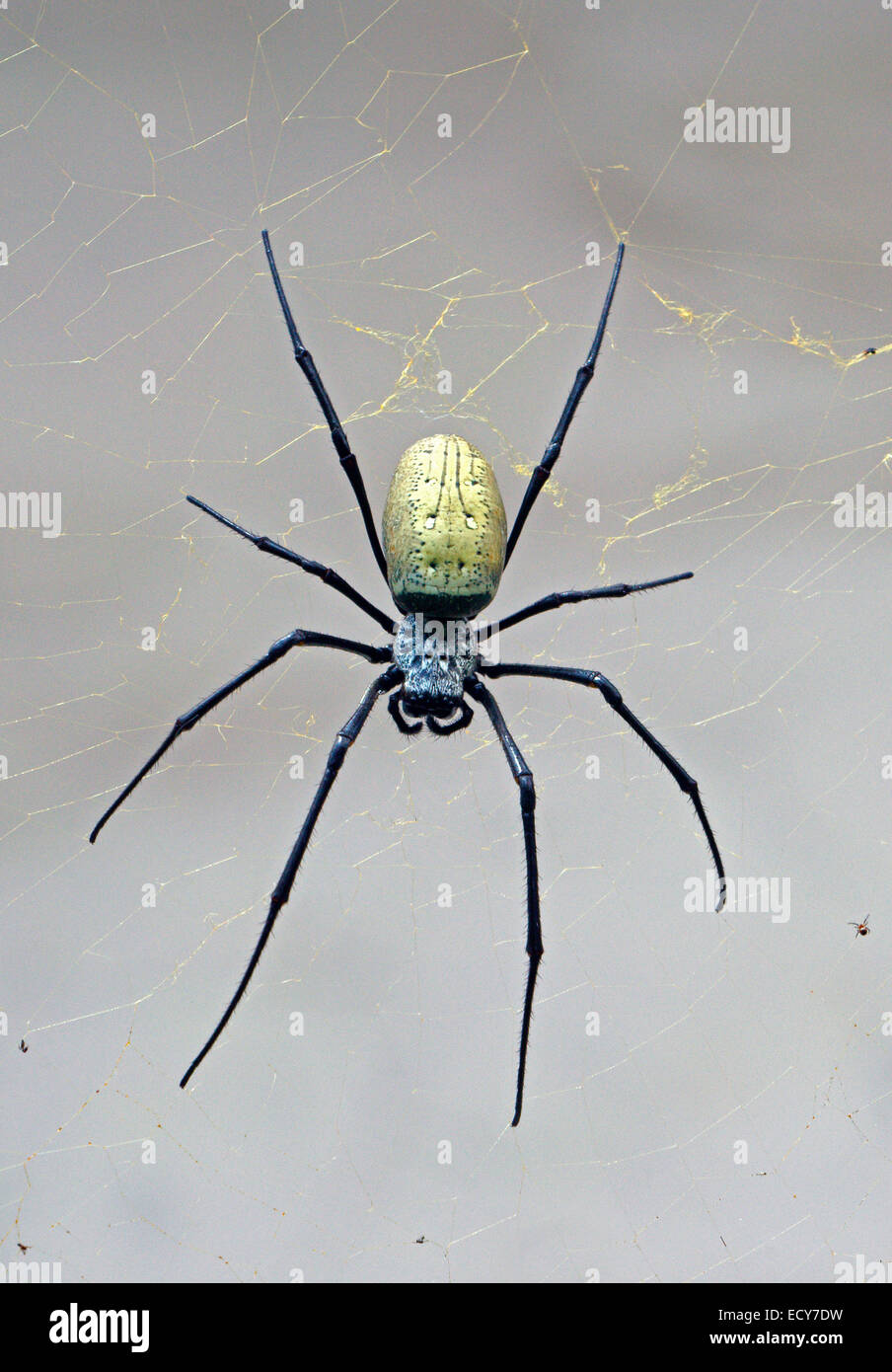 Silk Spider, Indonesia Stock Photo - Alamy