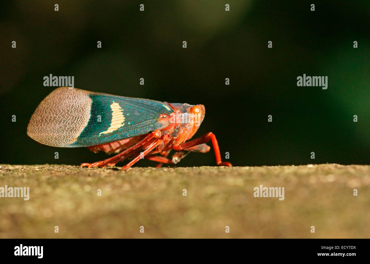 Lantern Bug (Scamandra tethis), Tangkoko Batuangus Nature Reserve ...