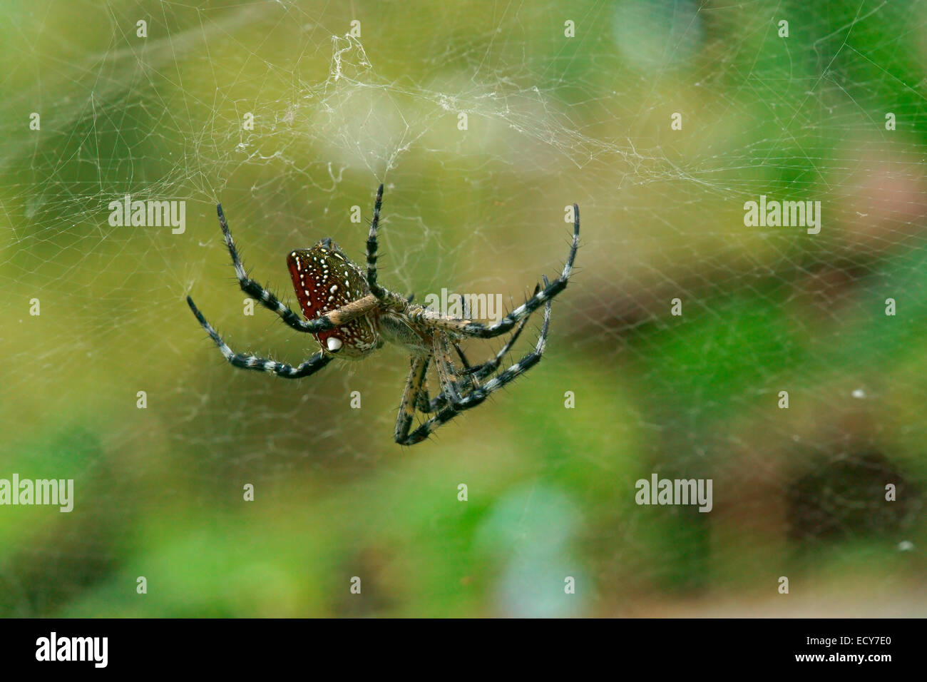 Tropical Tent-Web Spider (Cyrtophora citricola minahassae), Indonesia ...