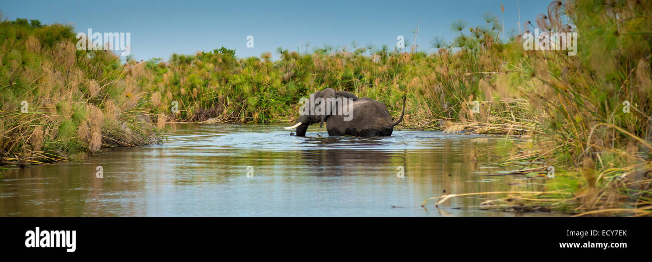 An African Elephant (Loxodonta africana) crossing a marsh in the swamps ...