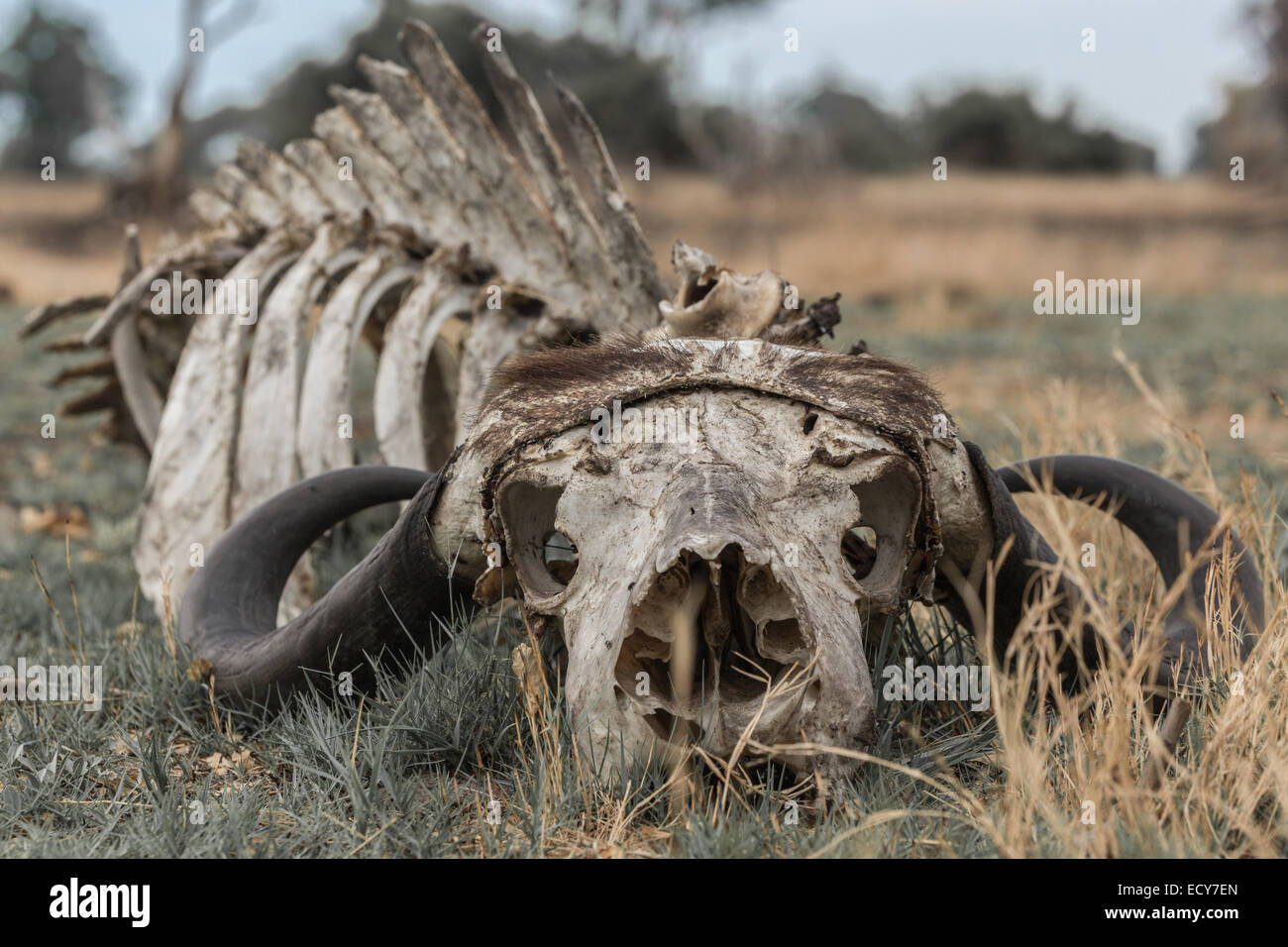 Cape buffalo skeleton hi-res stock photography and images - Alamy