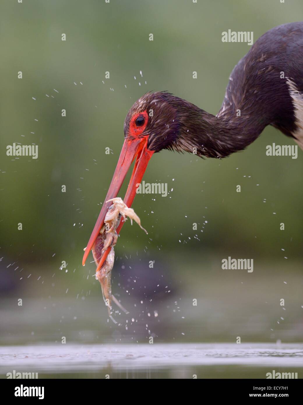 Black Stork (Ciconia nigra), crushing its prey, Kiskunság National Park ...