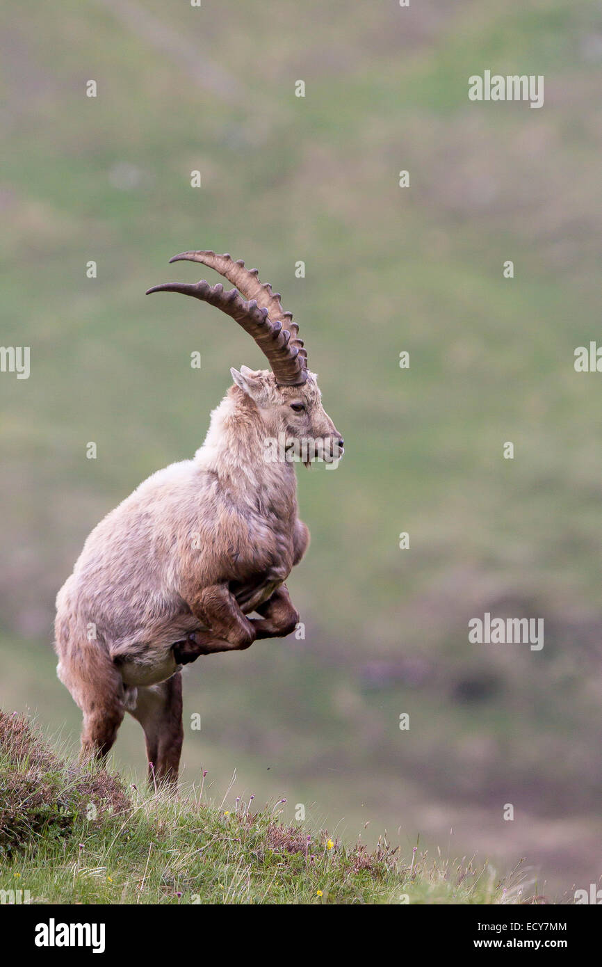 Alpine ibex (Capra ibex) posturing, High Tauern National Park, Austria ...