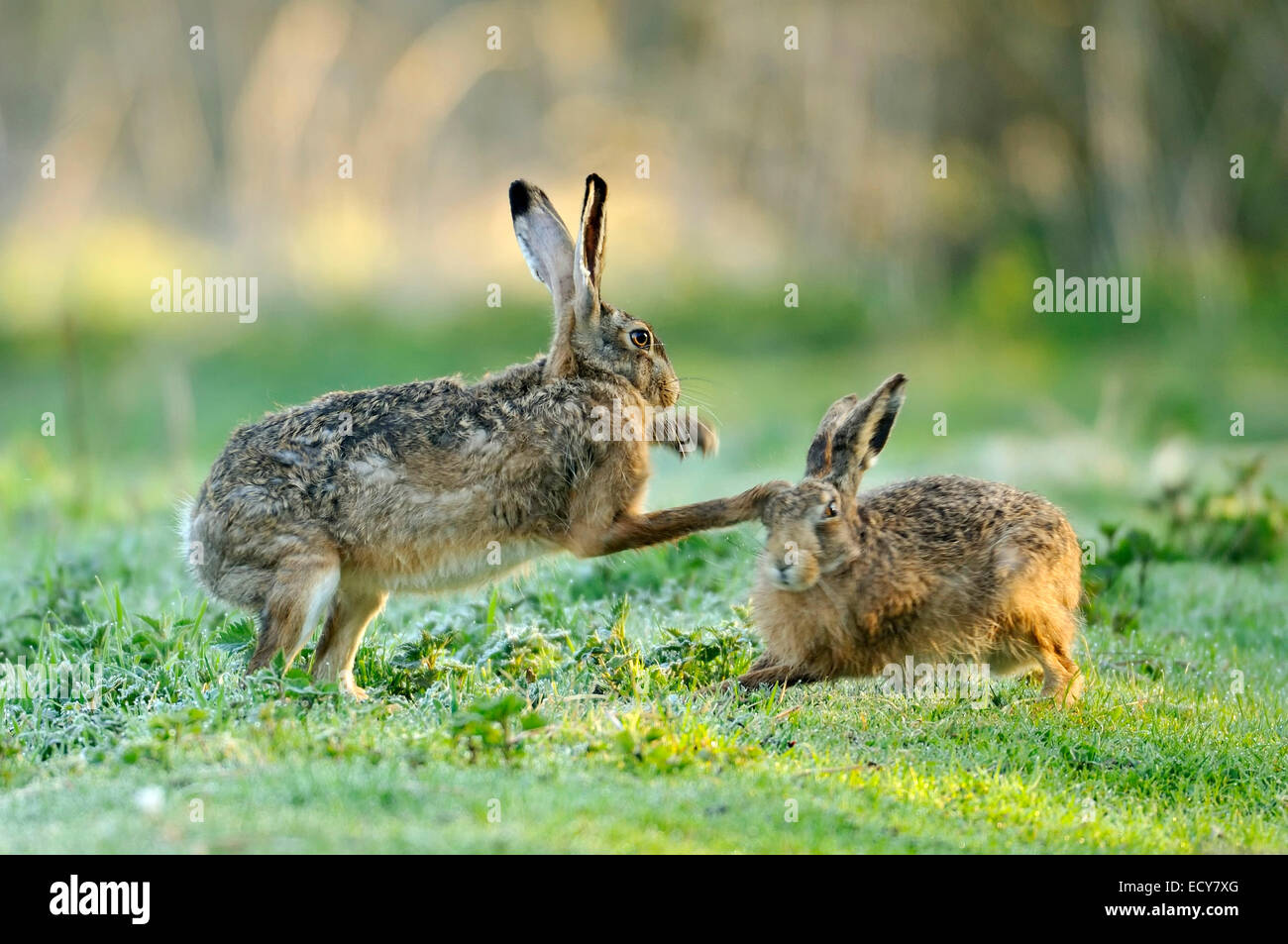 Fighting hares hi-res stock photography and images - Alamy