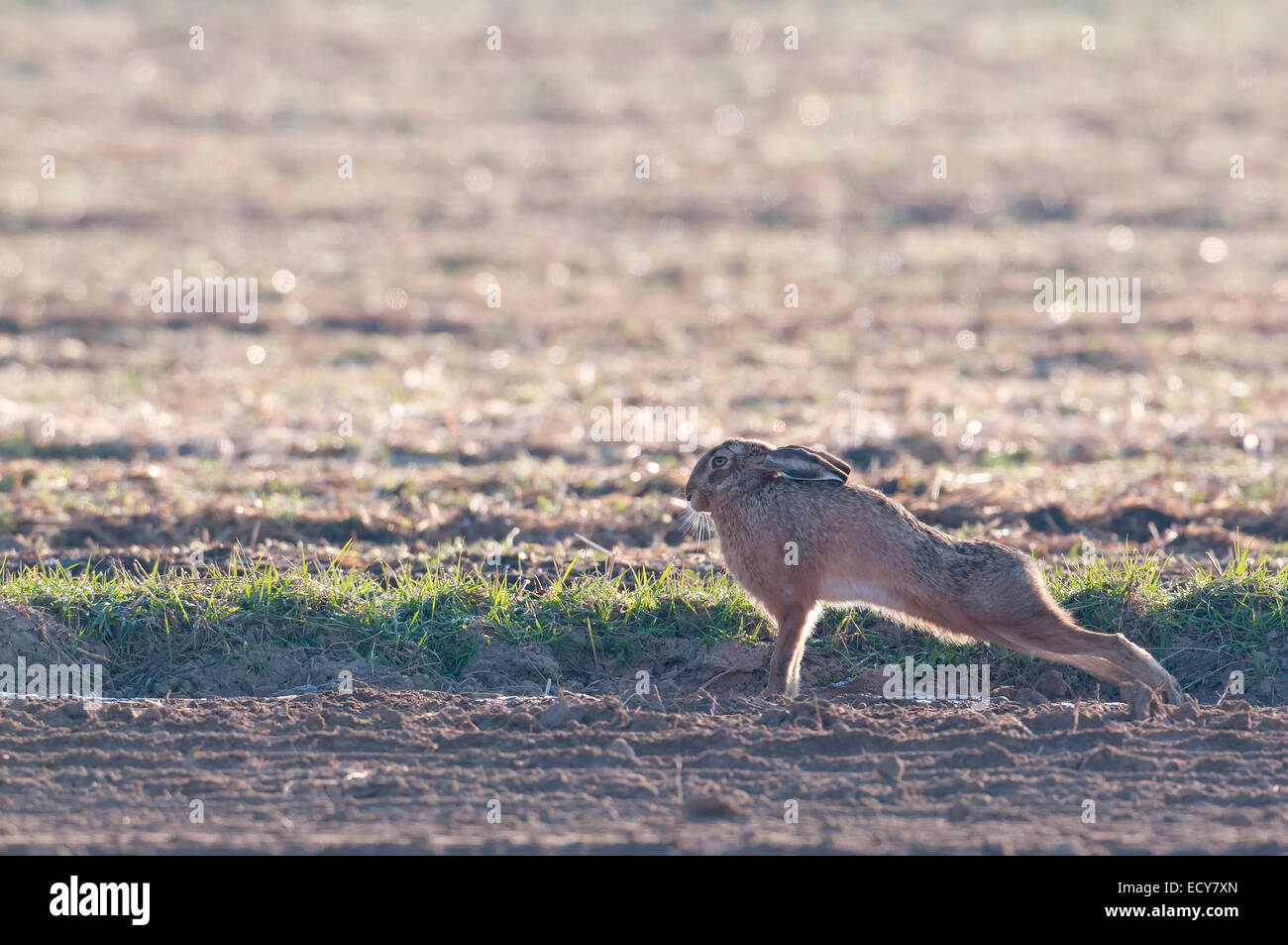Hare (Lepus europaeus) stretching in a field, North Rhine-Westphalia ...