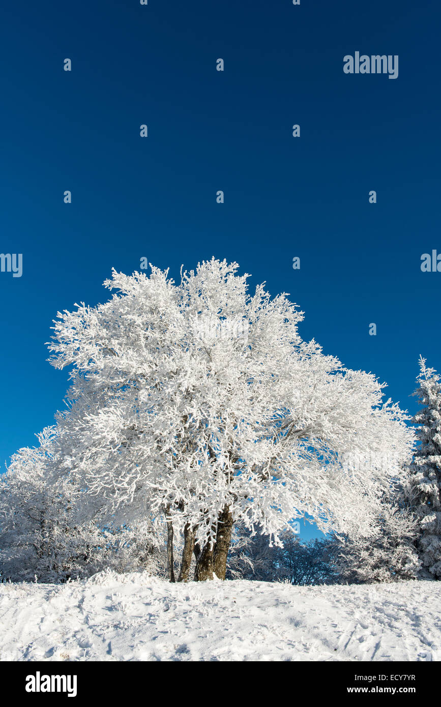 Snowy snowy snowy snowy tree hi-res stock photography and images - Alamy
