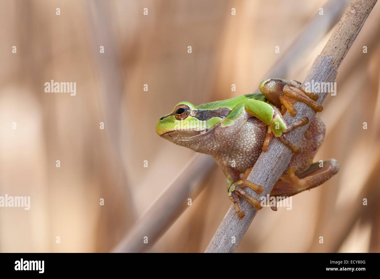 European Tree Frog (Hyla arborea) on a reed, Lake Neusiedl National ...