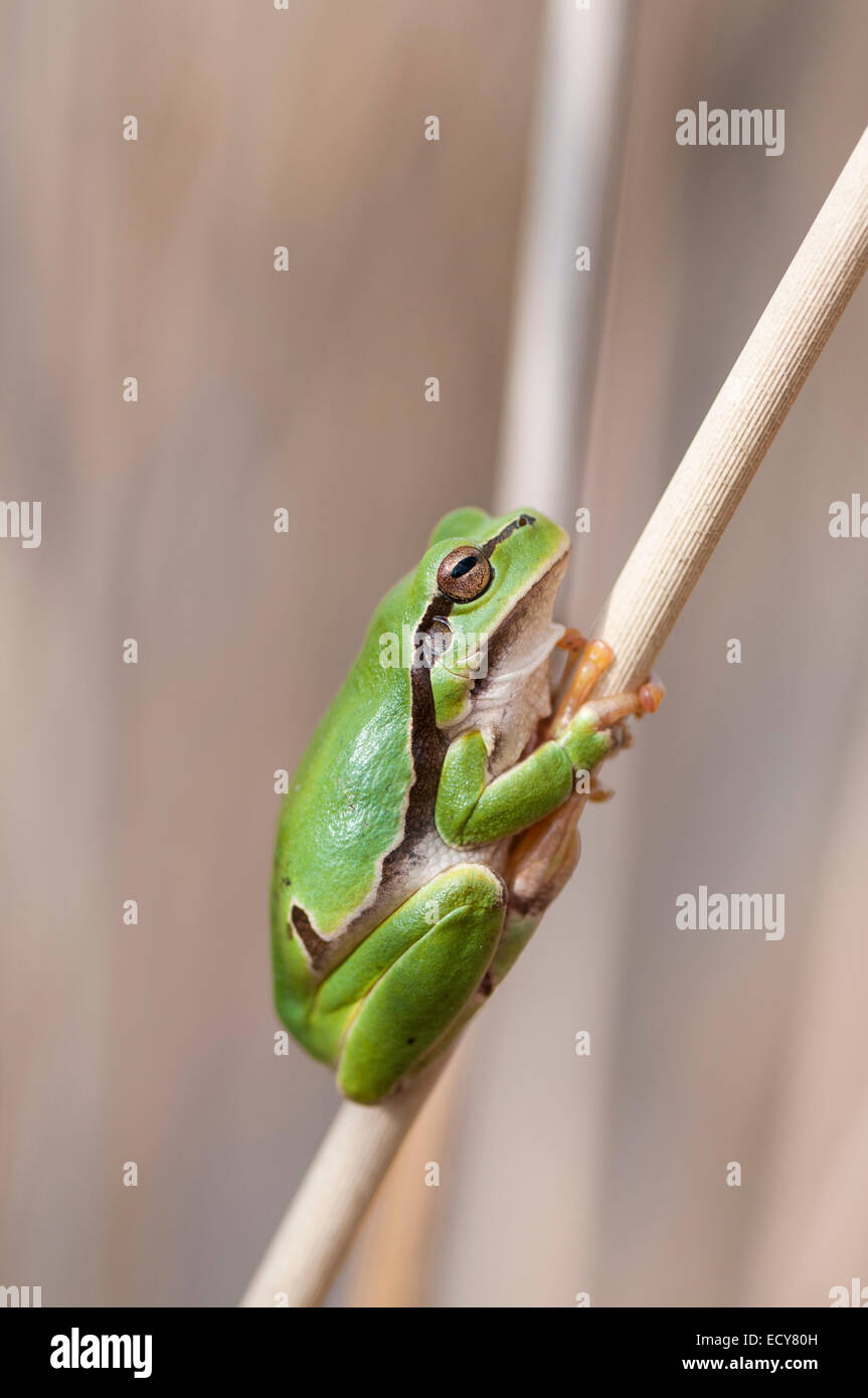 European Tree Frog (Hyla arborea) on a reed, Lake Neusiedl National ...