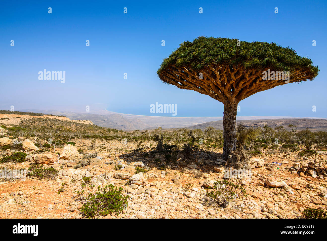 Dracaena cinnabari hi-res stock photography and images - Alamy