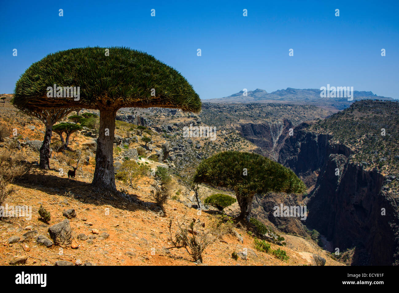 Socotra Dragon Tree or Dragon Blood Tree (Dracaena cinnabari) in front ...