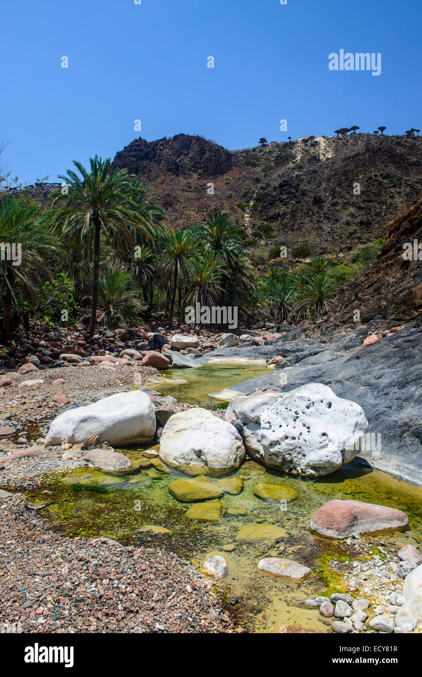 Socotra Dragon Tree or Dragon Blood Tree (Dracaena cinnabari) forest ...