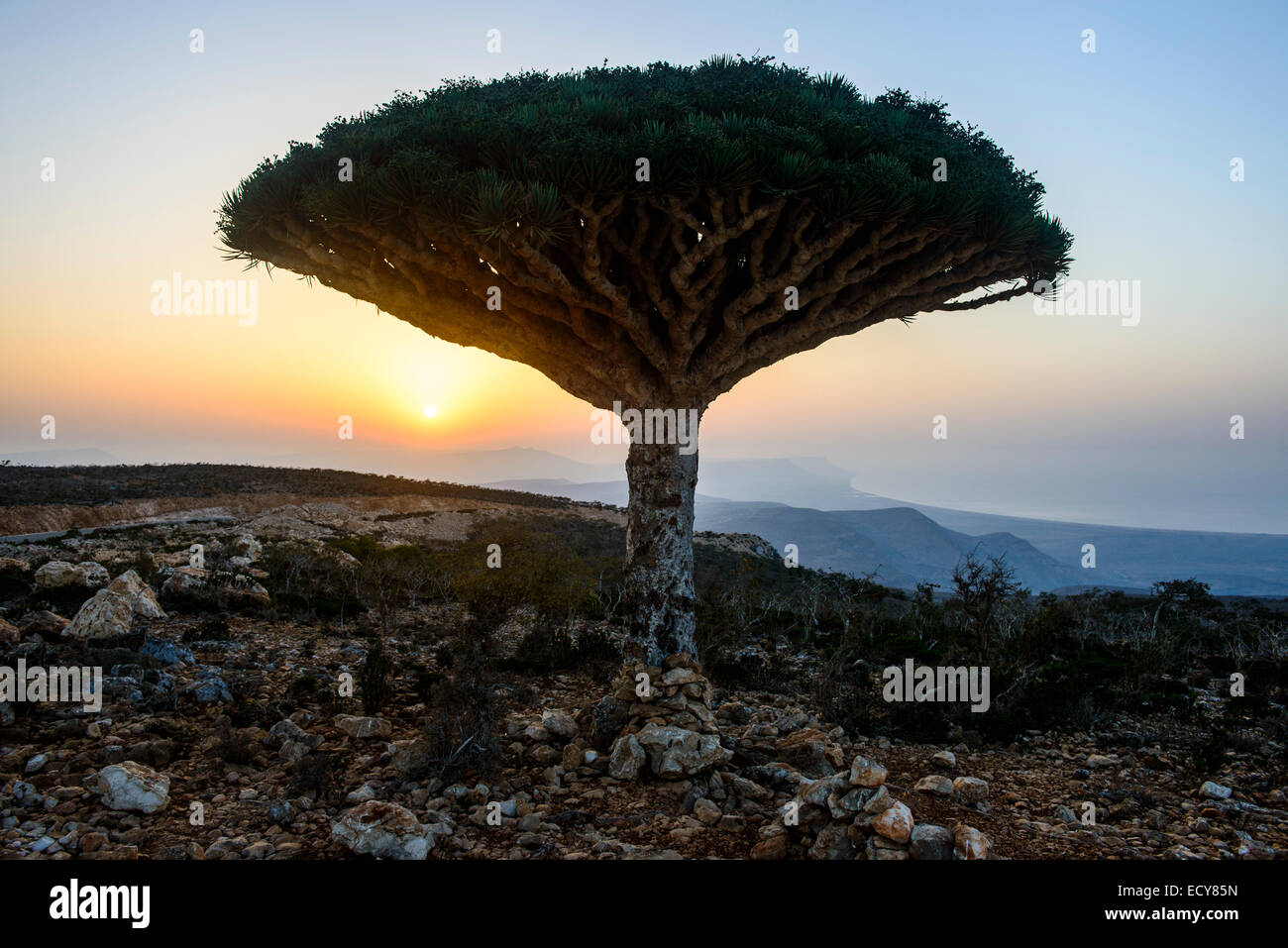 Socotra Dragon Tree or Dragon Blood Tree (Dracaena cinnabari), Dixsam ...
