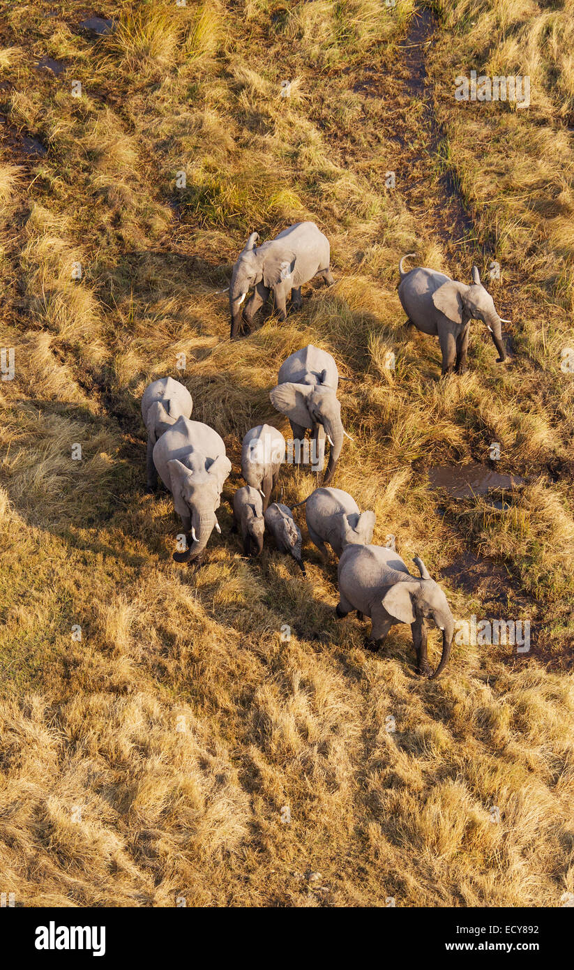 Birds Eye View Elephant