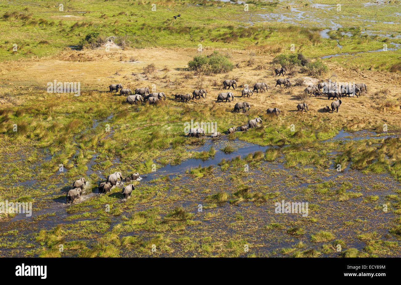 Okavango aerial elephants hi-res stock photography and images - Alamy