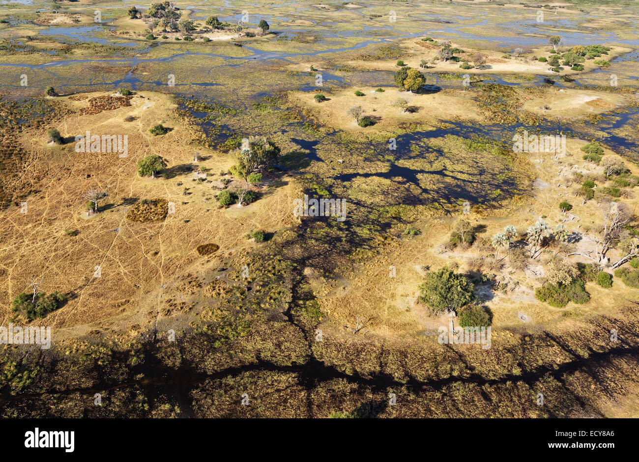 Typical landscape of freshwater marshes with streams, channels and ...