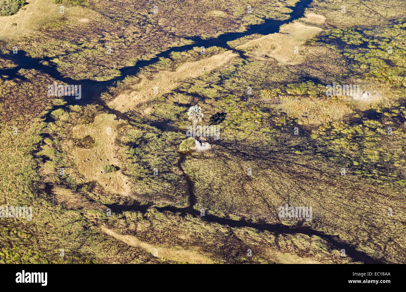 Typical landscape of freshwater marshes with streams, channels and ...