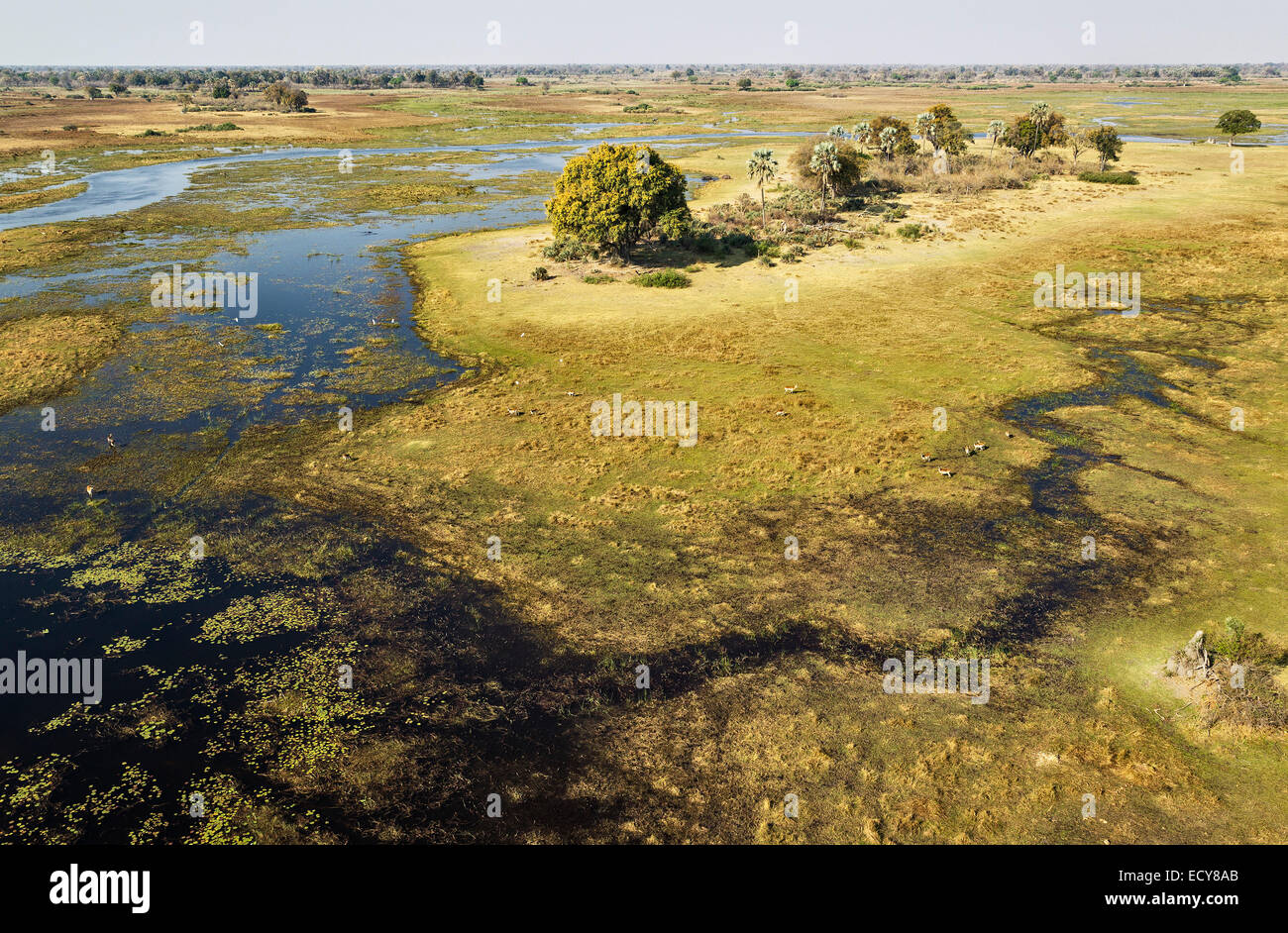 Gomoti hi-res stock photography and images - Alamy