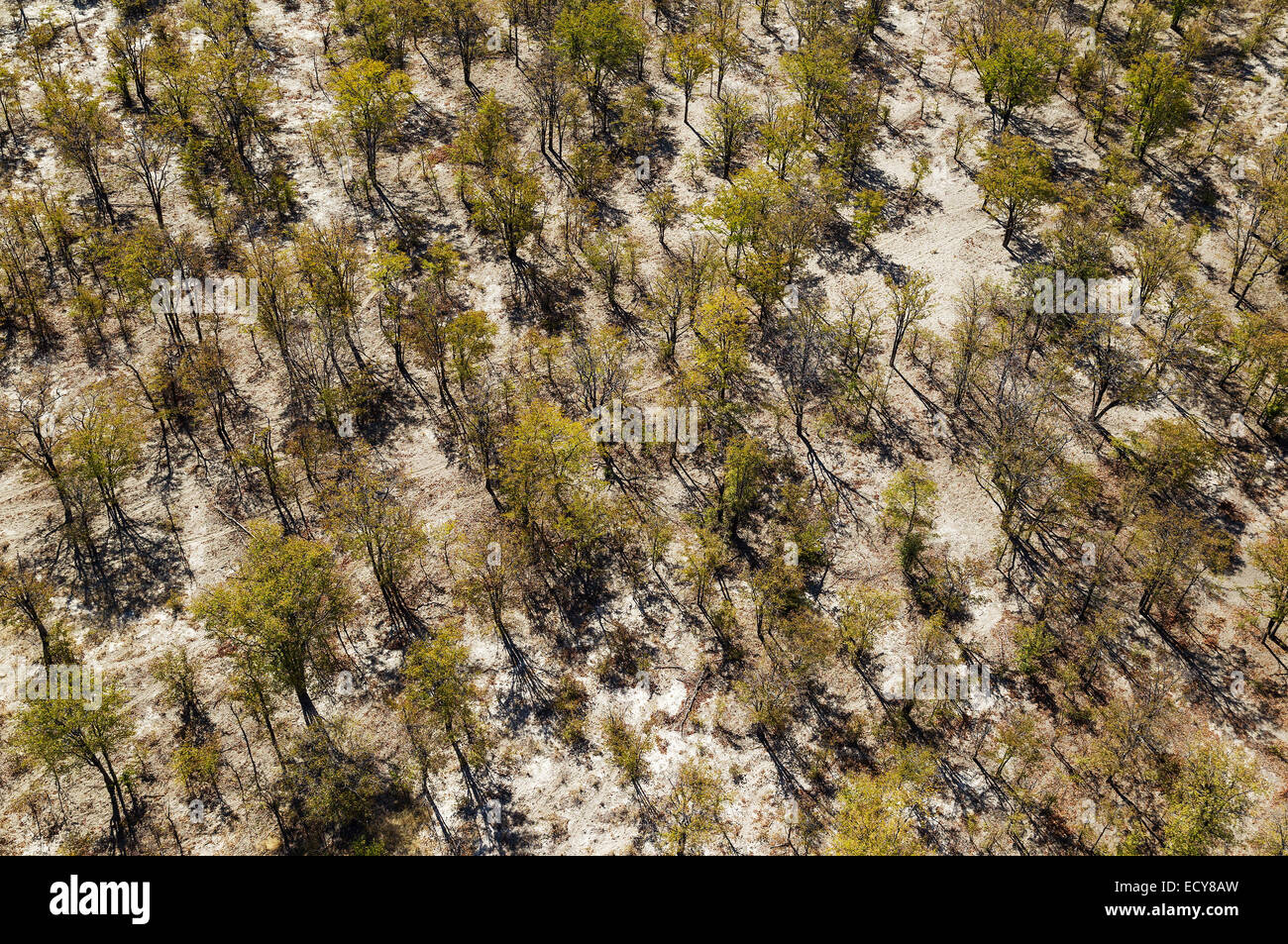 Colophospermum mopane hi-res stock photography and images - Alamy