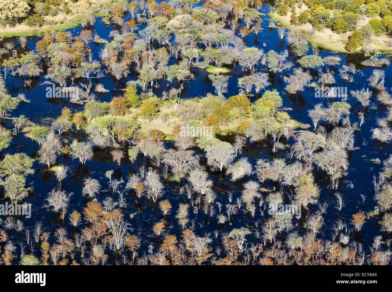 Dying Mopane trees (Colophospermum mopane) in a freshwater marsh ...