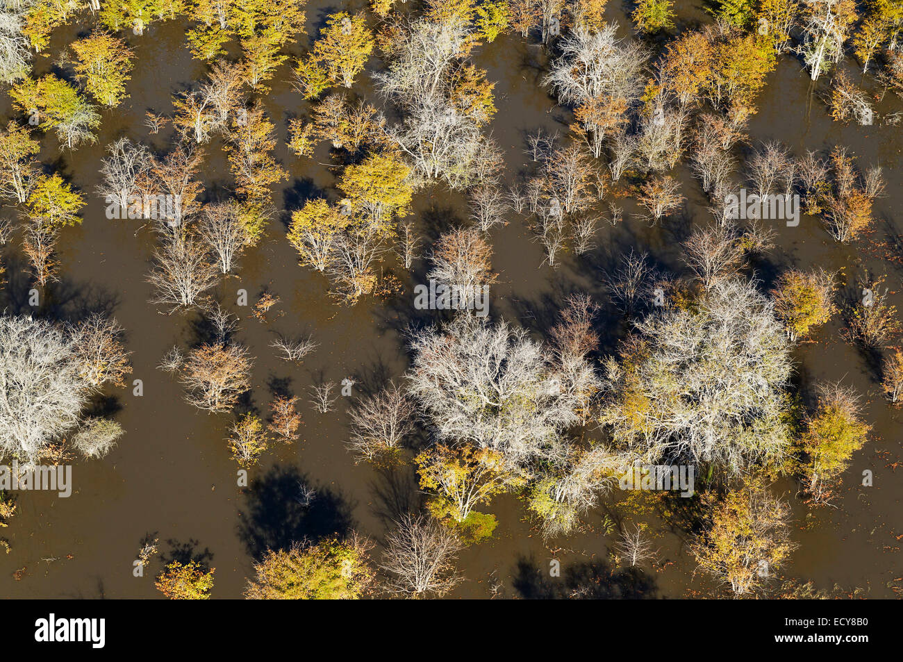 Dying Mopane trees (Colophospermum mopane) in a freshwater marsh ...