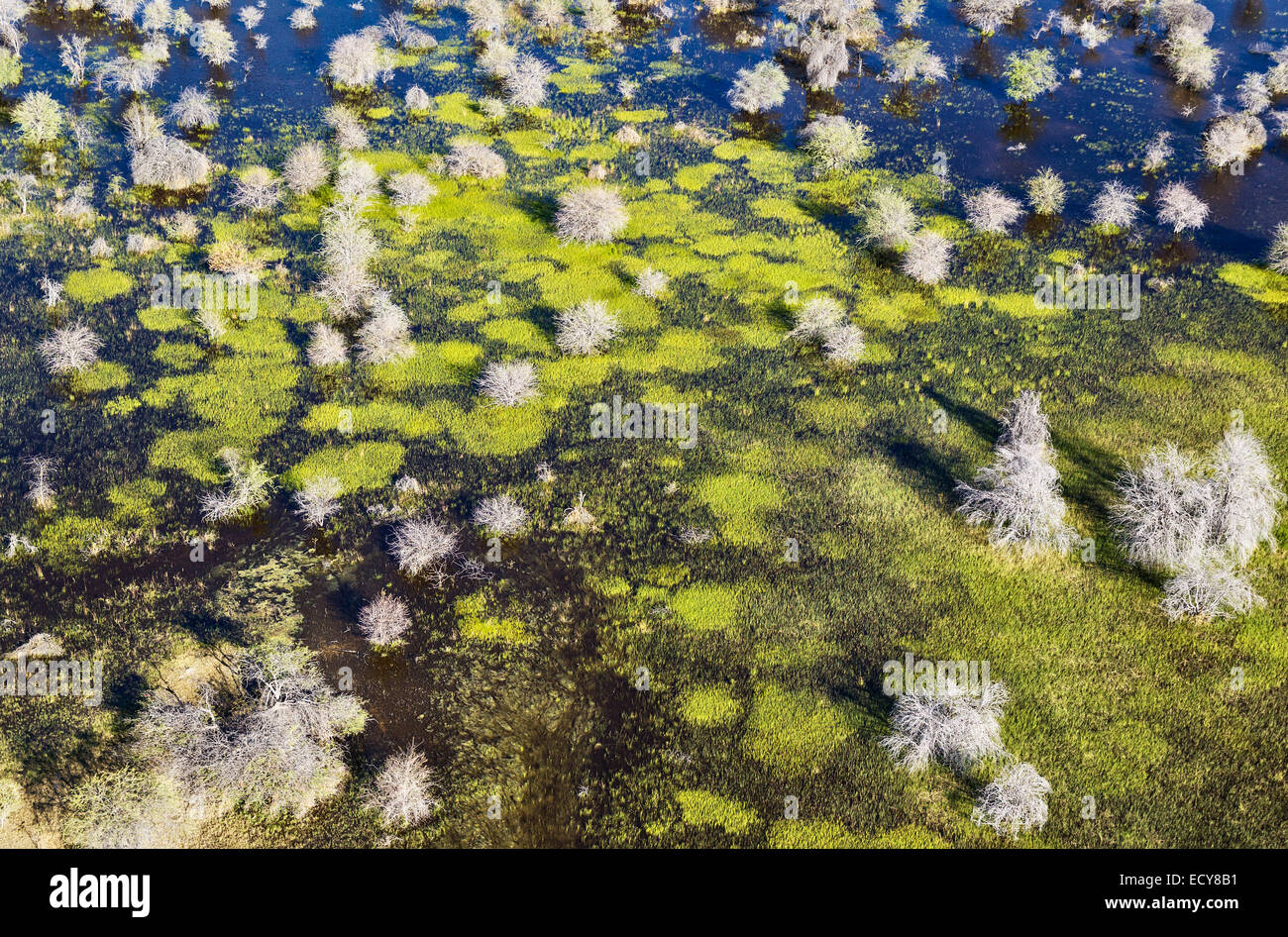 Dying Mopane trees (Colophospermum mopane) in a freshwater marsh ...