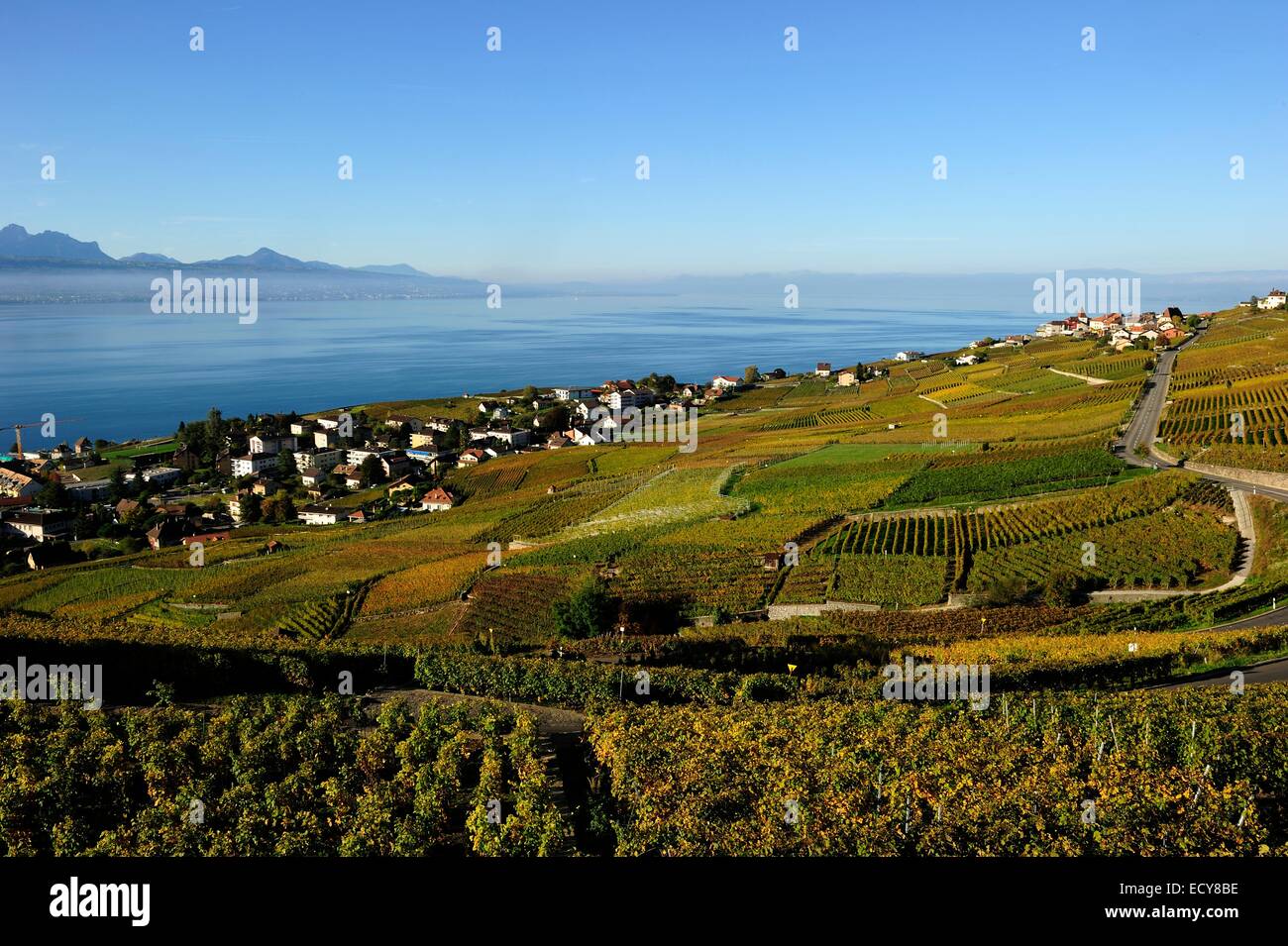 The vineyards of Lavaux on Lake Geneva, Canton of Vaud, Switzerland ...