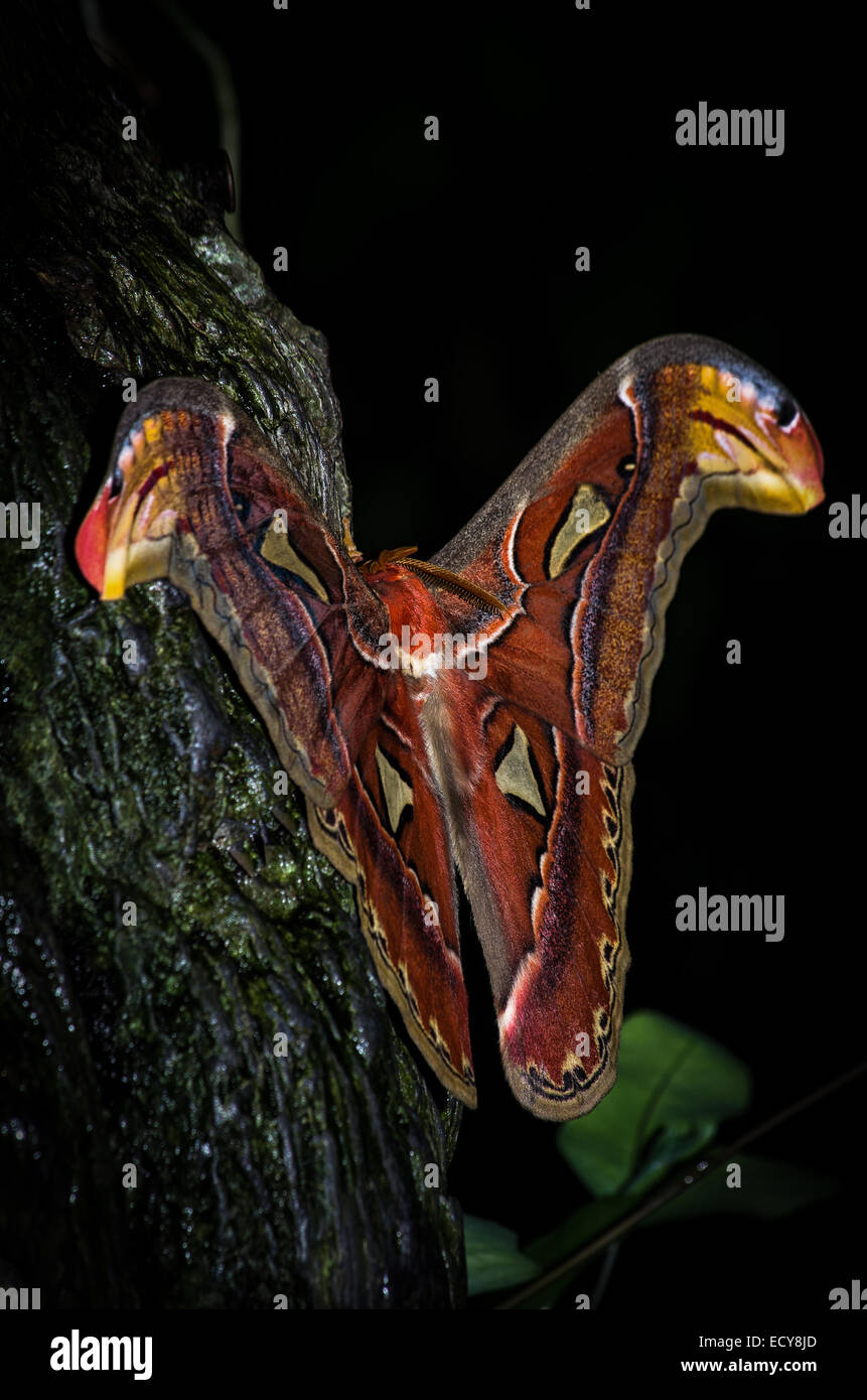 Atlas Moth on a tree Stock Photo - Alamy