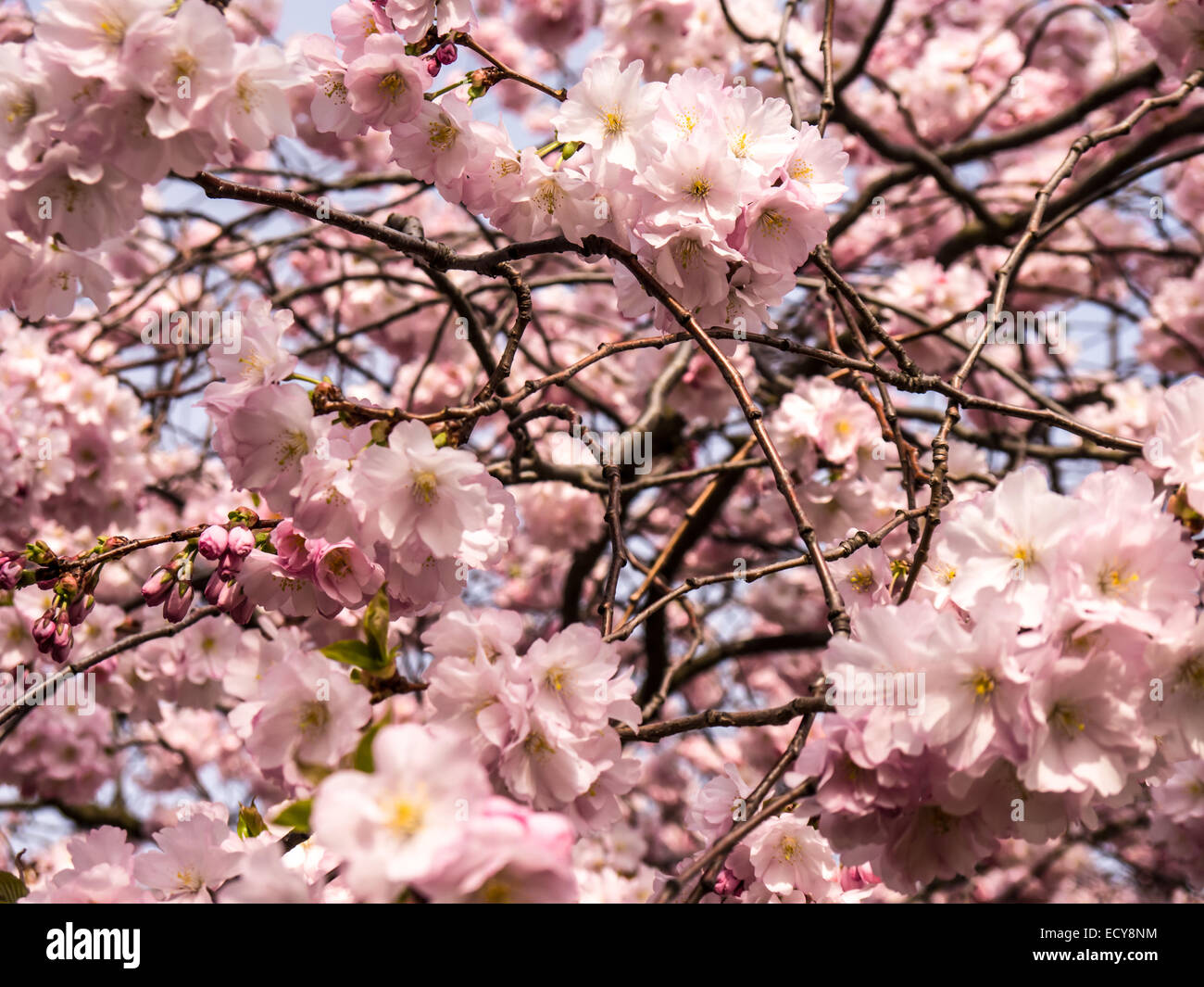 a branch of Japanese cherry tree and blue sky Stock Photo - Alamy