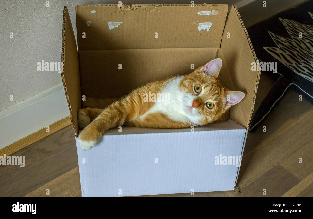 Ginger tom looking up hi-res stock photography and images - Alamy