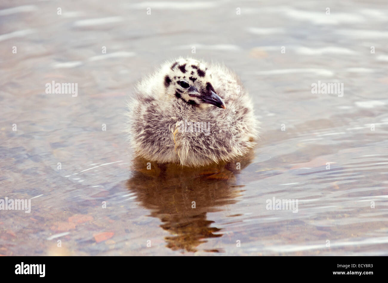 Common gull chick Stock Photo - Alamy
