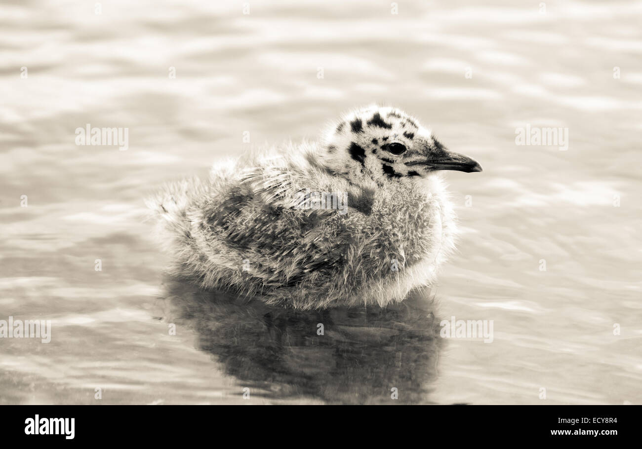 Common gull chick Stock Photo - Alamy