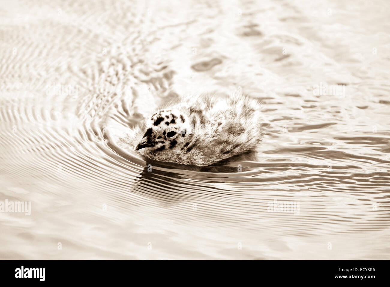 Common gull chick Stock Photo - Alamy