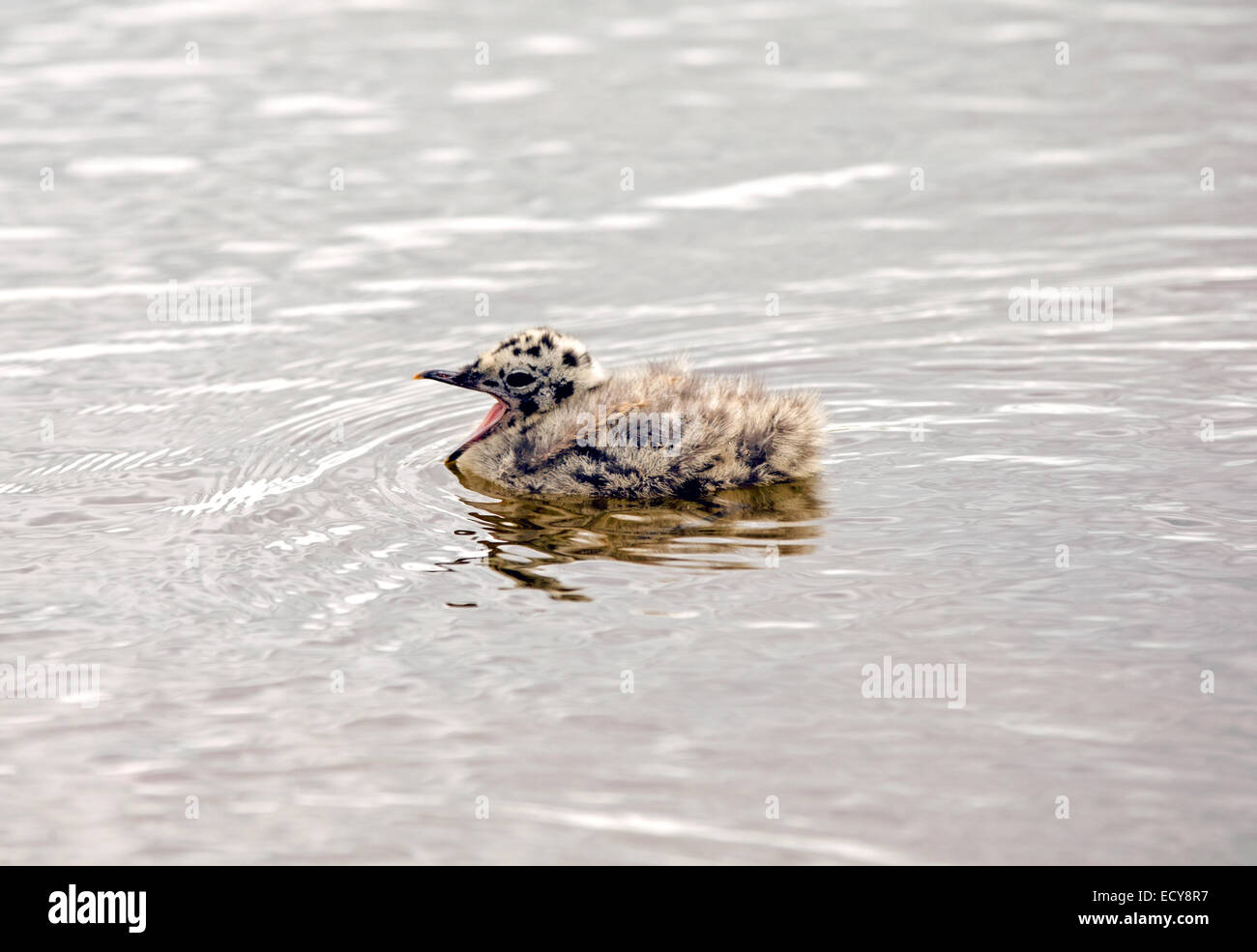 Common gull chick Stock Photo - Alamy