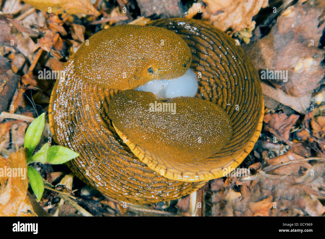 Mollusca arion lusitanicus hi-res stock photography and images - Alamy