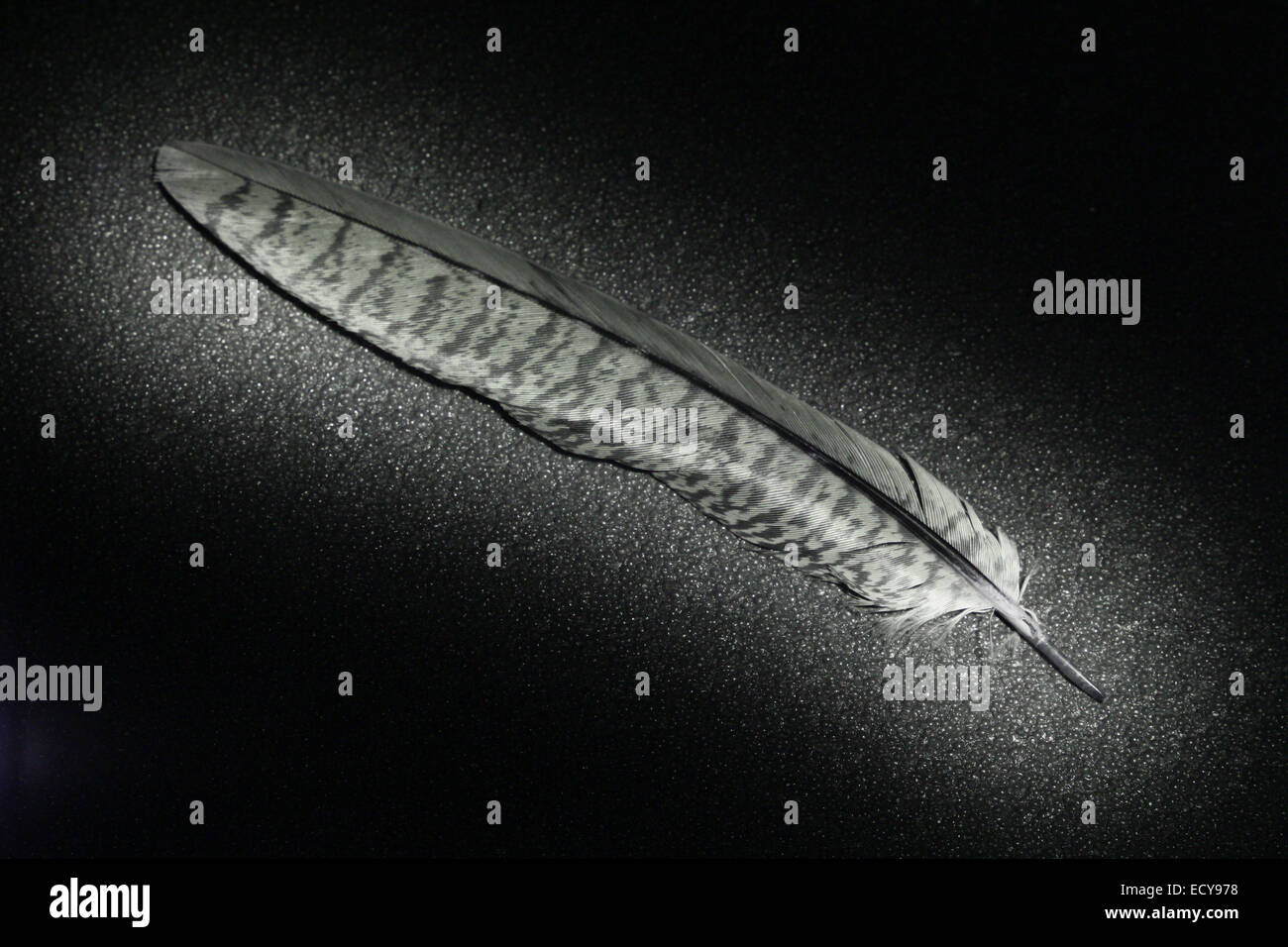 Feather in ultraviolet Stock Photo - Alamy