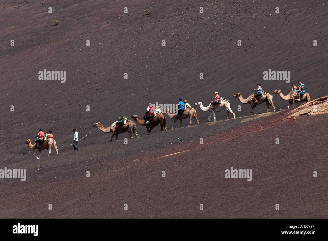 Camelback riding for tourists, camels, dromedaries in the Timanfaya ...