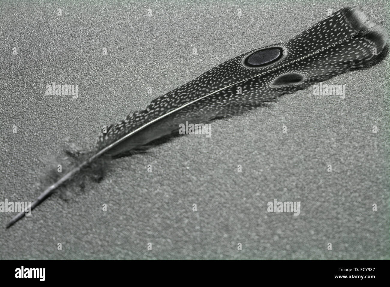 Feather in ultraviolet Stock Photo - Alamy