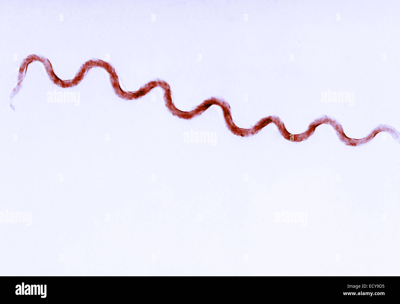 Bacterium treponema pallidum hi-res stock photography and images - Alamy