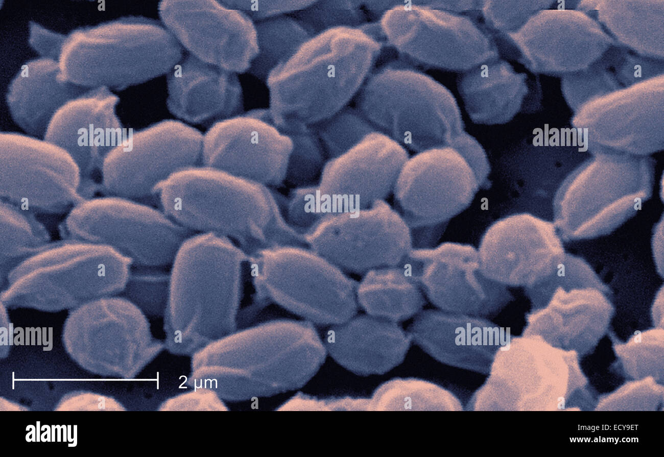 Bacillus anthracis spores hi-res stock photography and images - Alamy