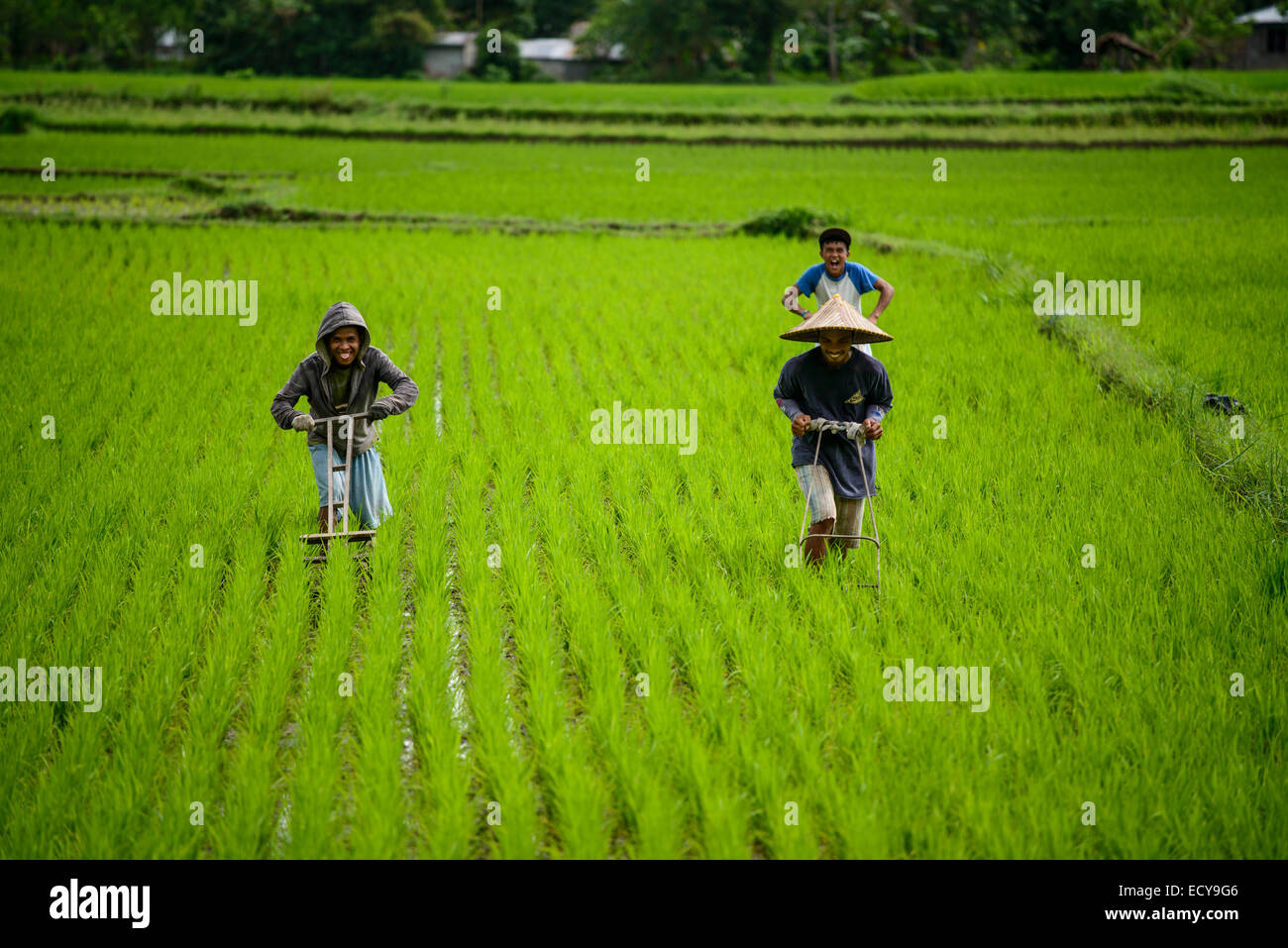 Farmers on rice terraces of South Luzon, Philippines Stock Photo - Alamy