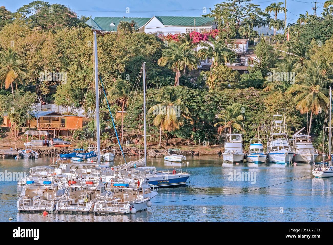 Castries st lucia palm trees hi-res stock photography and images - Alamy